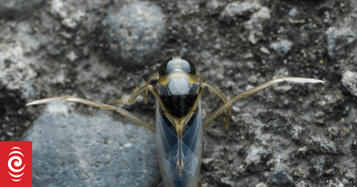 Critter of the Week | RNZ