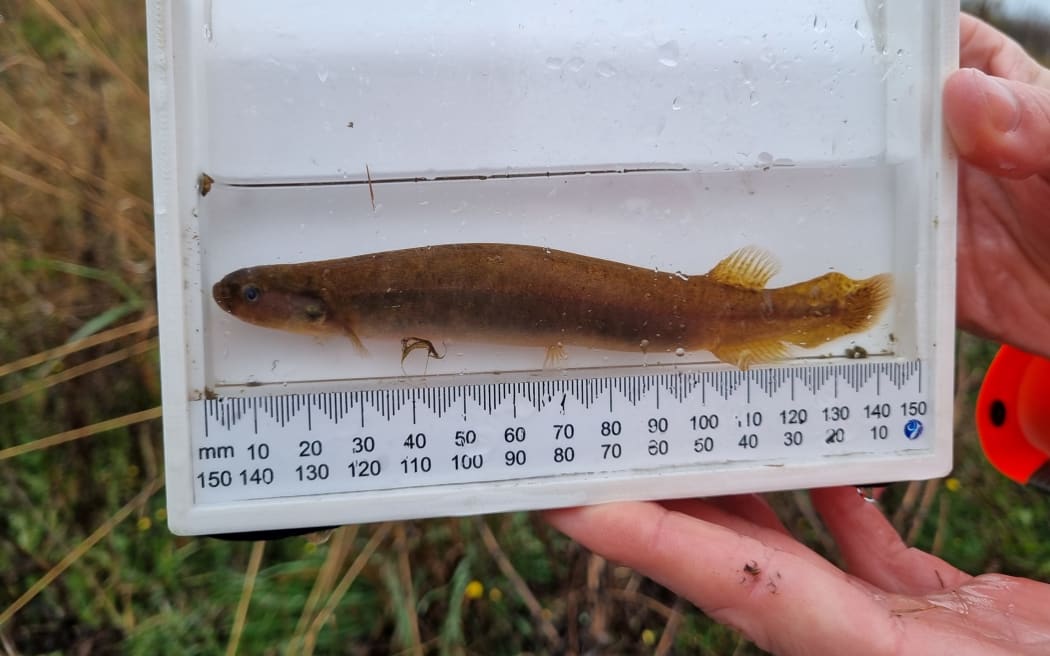 Rare endangered mudfish discovered on Timaru farm | RNZ News