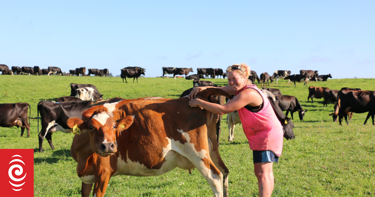 Lou Lou the Cow Whisperer | RNZ News