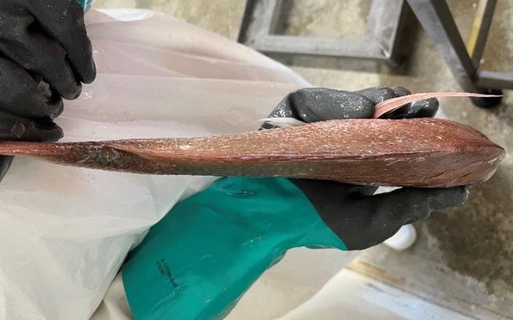 Warmer ocean, lack of food could be behind 'milky fish' | RNZ News