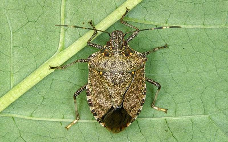 Brown marmorated stink bug found in Tauranga | RNZ