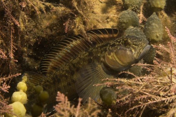 Rock Pool Fish | A Gallery from Our Changing World | RNZ National