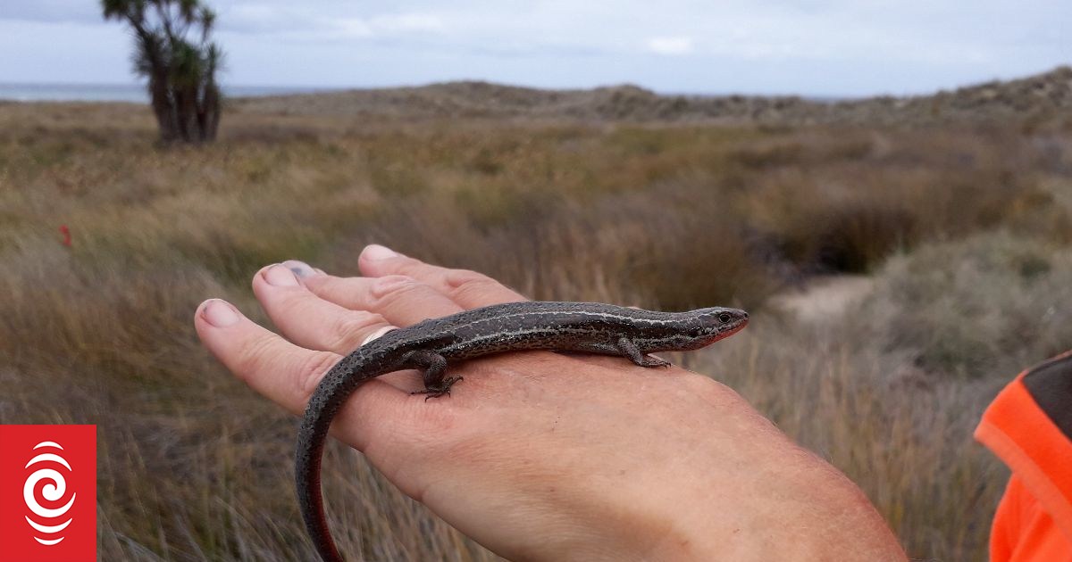 Rare native skink colony discovered by nine-year-old | RNZ News