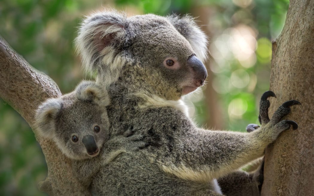 Koala conservationist Rebecca Johnson | RNZ