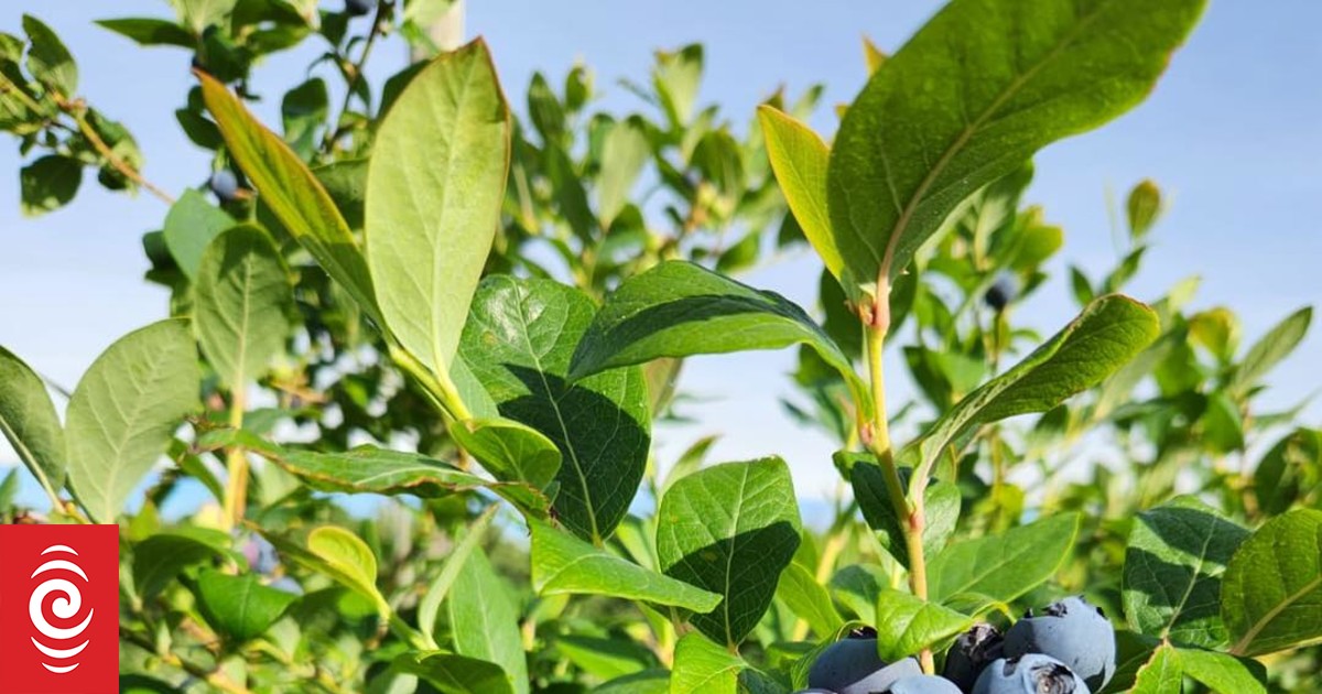 Fruit theft in New Zealand 'bigger problem than we realise' | RNZ News