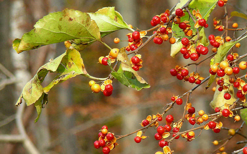 Invasive climbing plant found near Matakana | RNZ