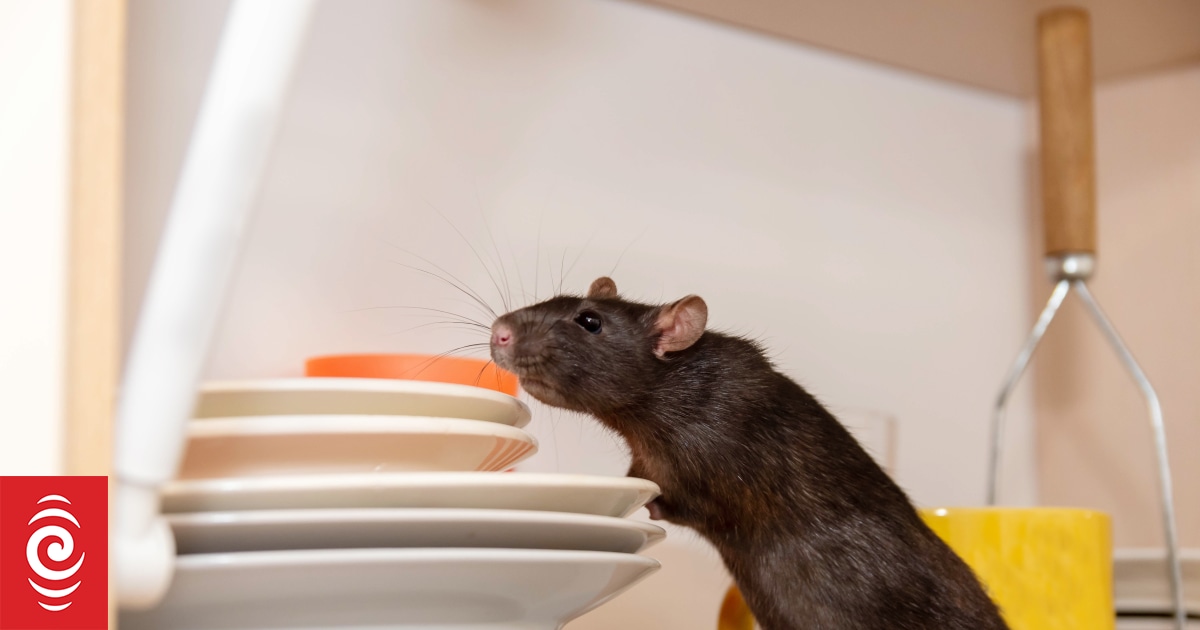 Winning the yearly winter rat race | RNZ News