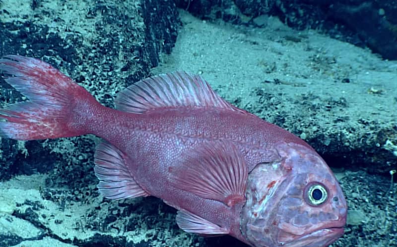 Orange roughy takes the lead in Fish of the Year competition | RNZ