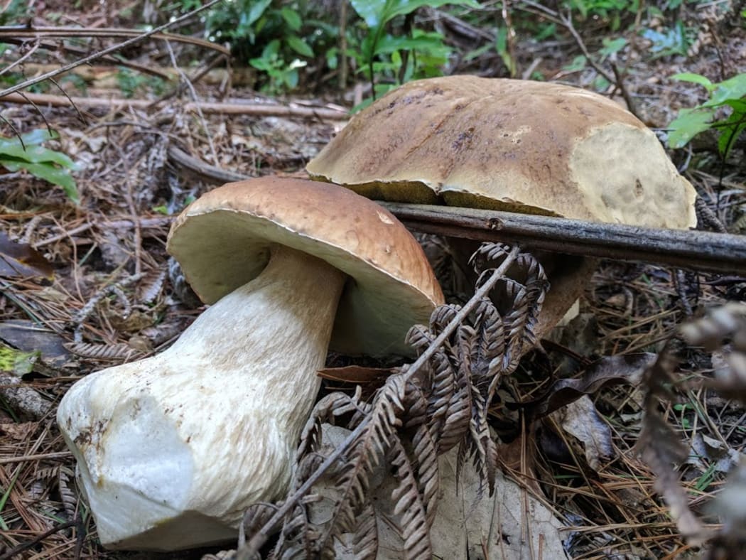 Alison Stringer - Gathering mushrooms in May | RNZ