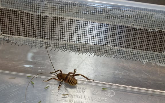 Success for new giant wētā breeding programme, after decades-long ...