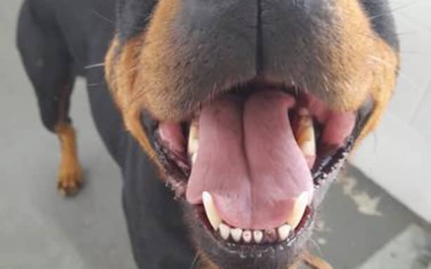 SPCA publishes list of long-stay animals ready for homes | RNZ