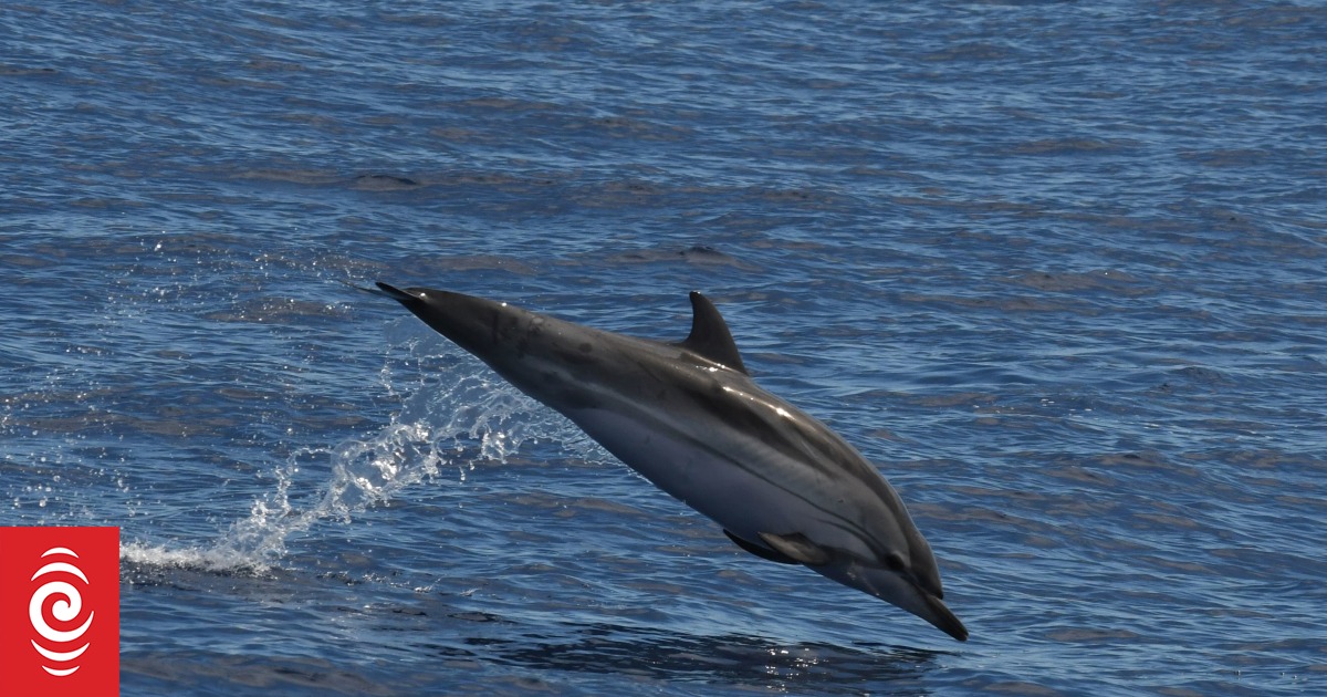 Department of Conservation investigating after dolphin found beheaded ...