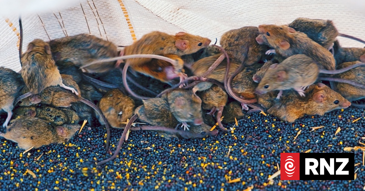 Worst-ever mouse plague in Morawa, Western Australia, leaves streets ...