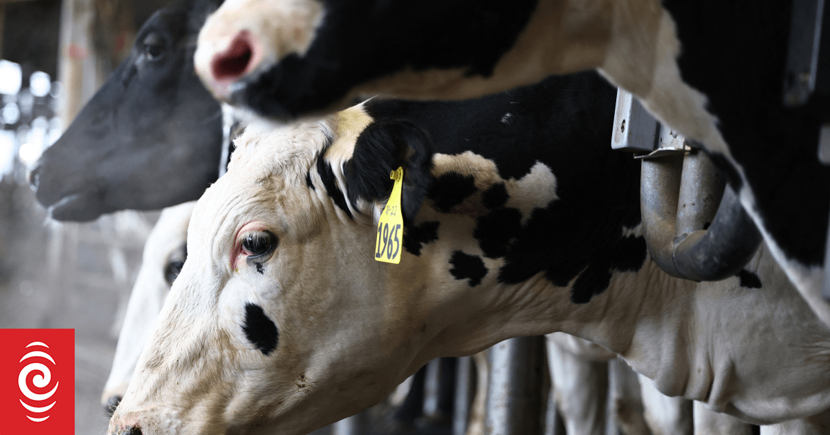 Second bird flu strain found in US dairy cattle, authorities say | New ...