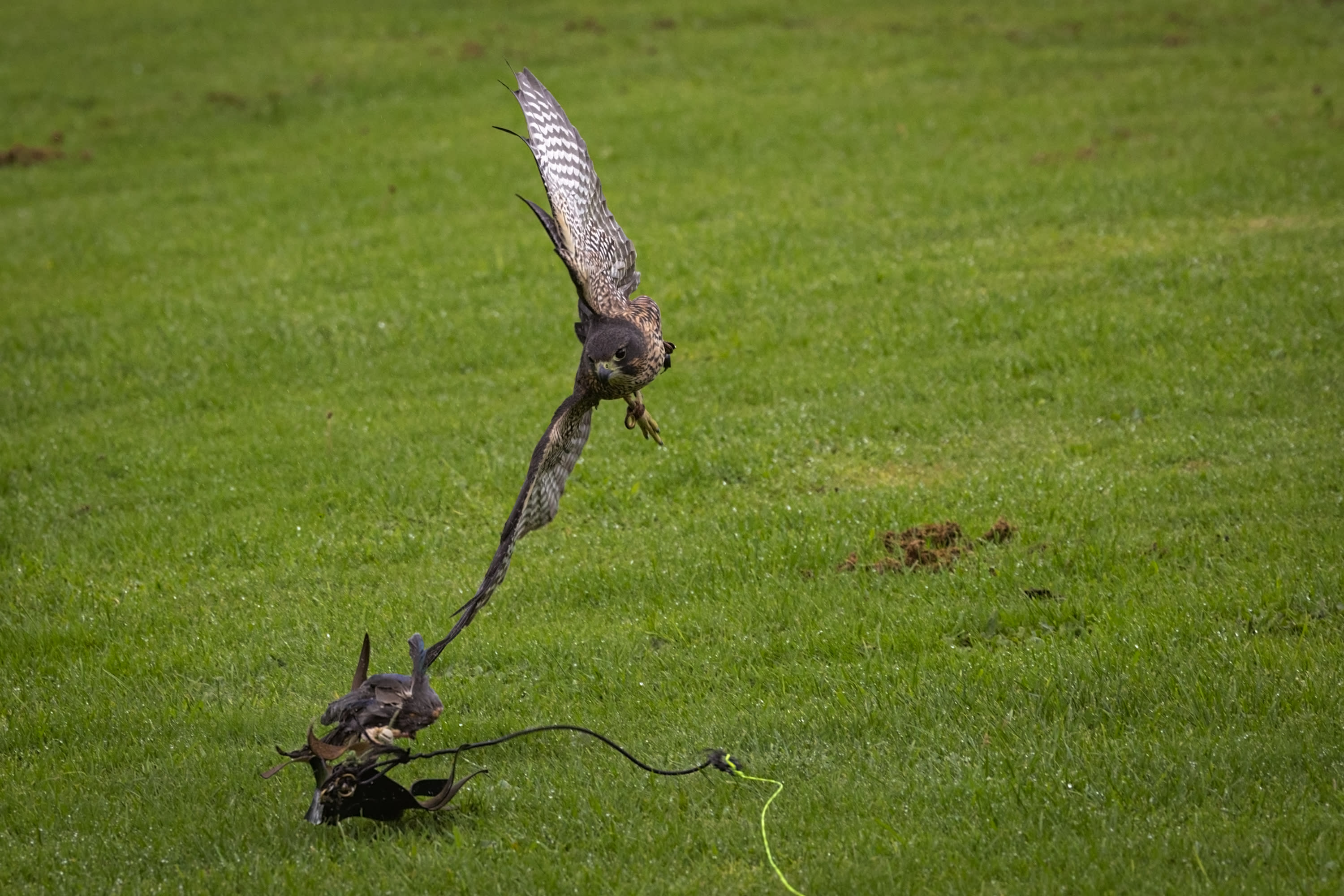 Falconer Noel Hyde and the work of Wingspan | A Gallery from Saturday ...