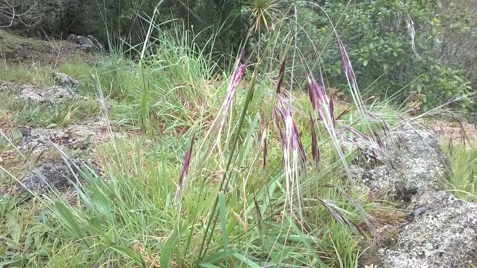 Weeds to watch out for | A Gallery from Nights | RNZ National