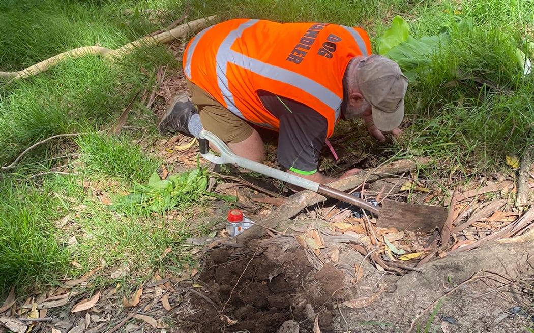 Think twice about getting a pet rabbit for Xmas - animal control | RNZ
