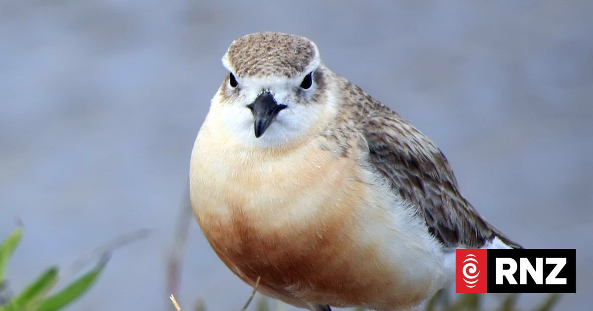 Beachgoers urged to give dotterels a wide berth | RNZ