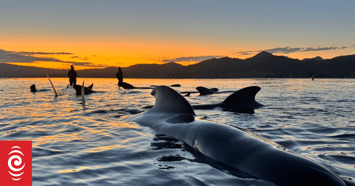 One stranded whale dies, remaining 10 refloated - DOC | RNZ News