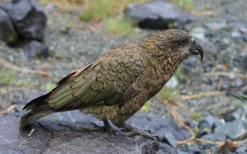 Clever kea using tools to raid traps | RNZ