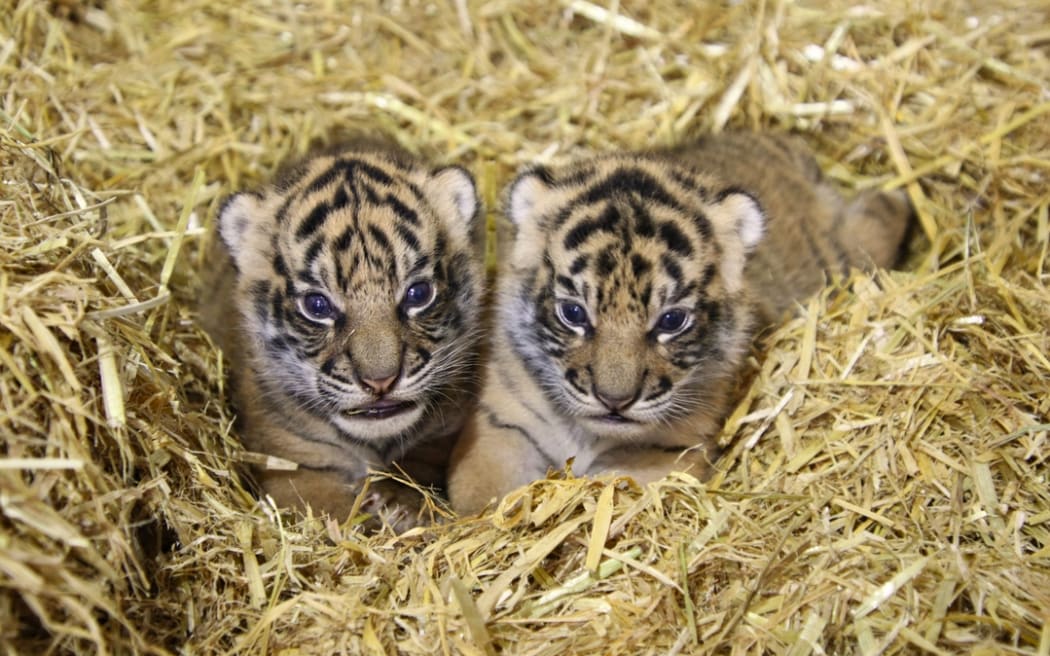 Hamilton Zoo reveals gender of its new Sumatran tiger cubs | RNZ News