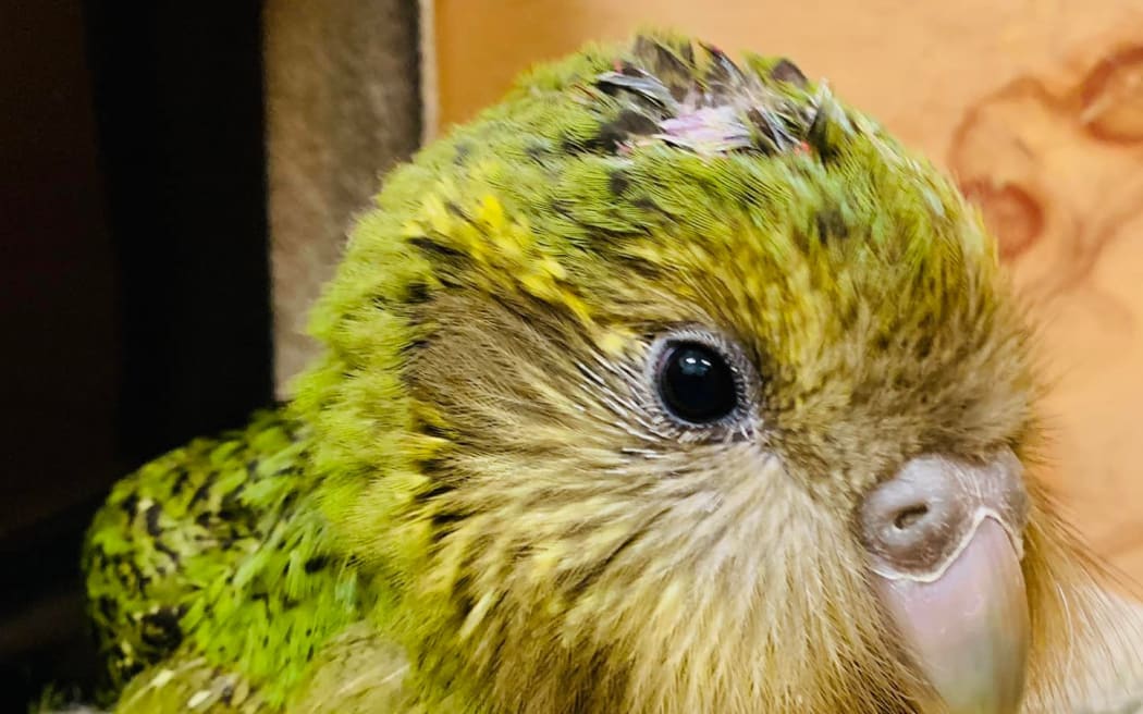 Breakthrough in saving the kakapo from extinction | RNZ
