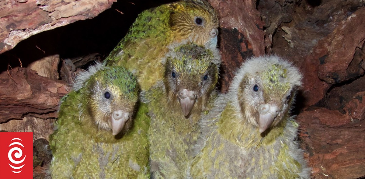 Longest kākāpō breeding season | RNZ News