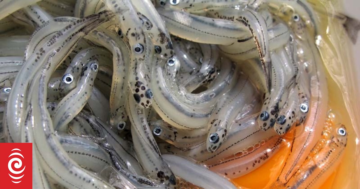 What's really happening with whitebait? | RNZ