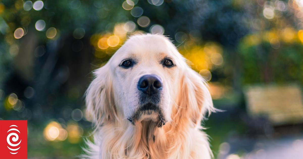 Luna, Bella, Coco: top 10 dog names in NZ revealed | RNZ News