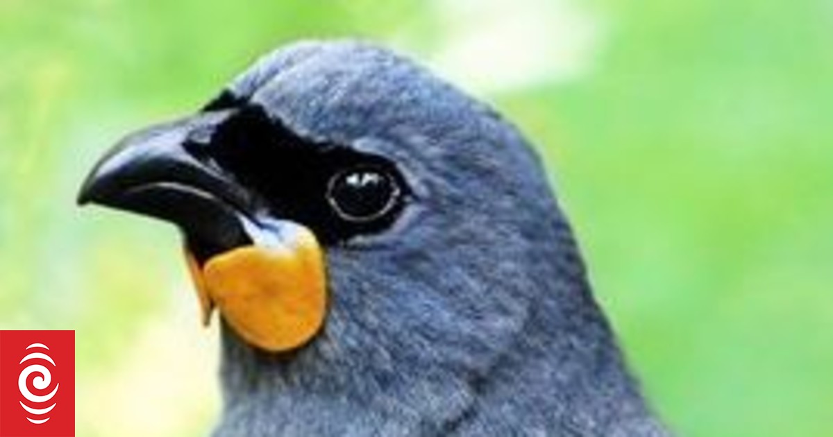 Excitement over possible sighting of elusive South Island Kōkako in ...