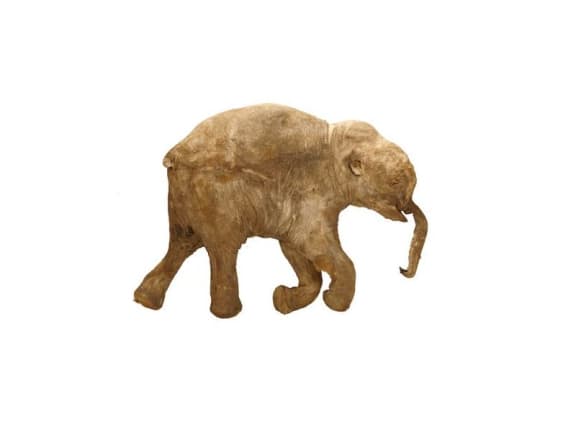 Lubya the woolly mammoth | A Gallery from Nine To Noon | RNZ National