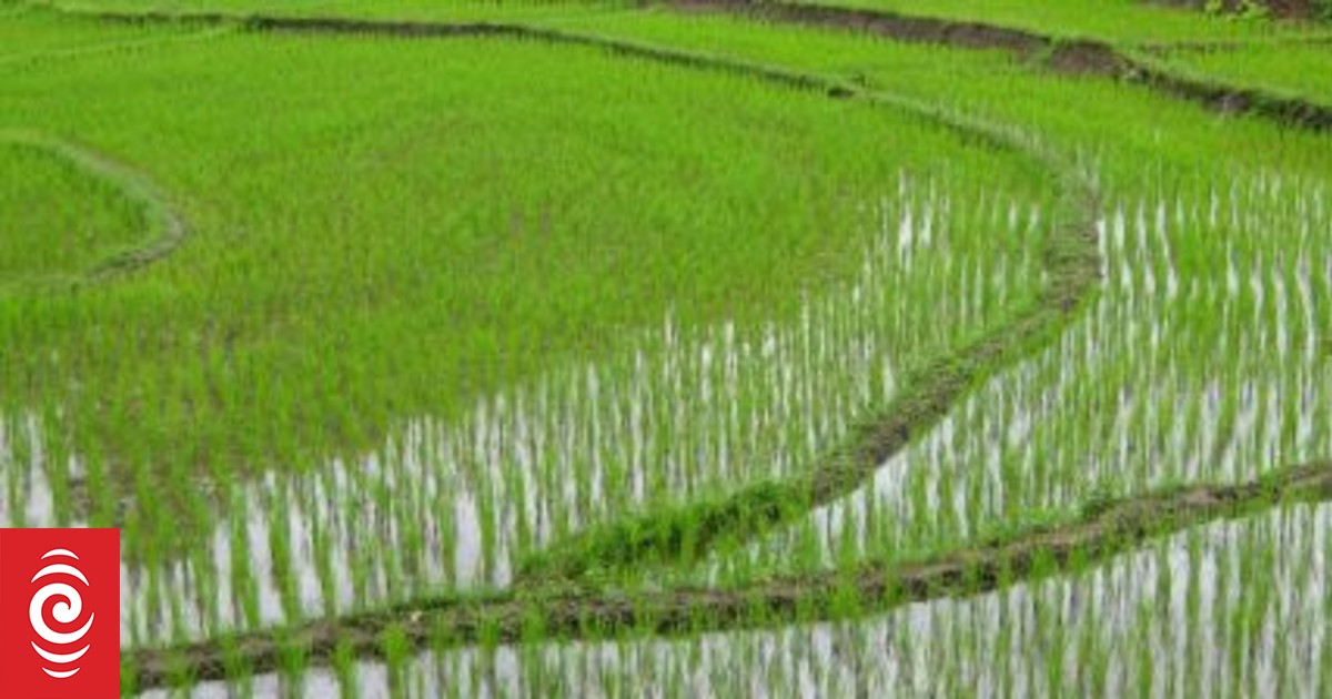 Fiji Govt signals commitment to revitalising rice industry | RNZ News