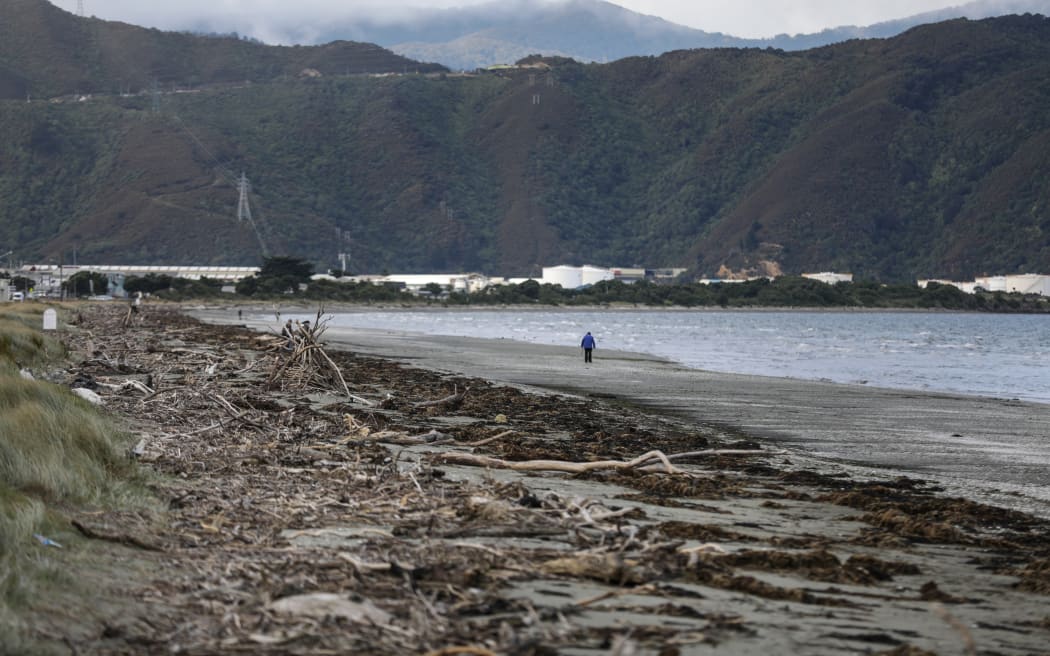 Police launch investigation after foot found on Wellington beach | RNZ News