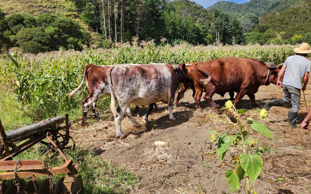 Country Life: Powered by bullocks, a Northland family farms without ...