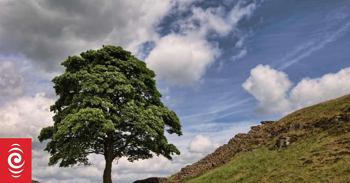 In search of the Old Ones: Where to find the world's longest-lived ...