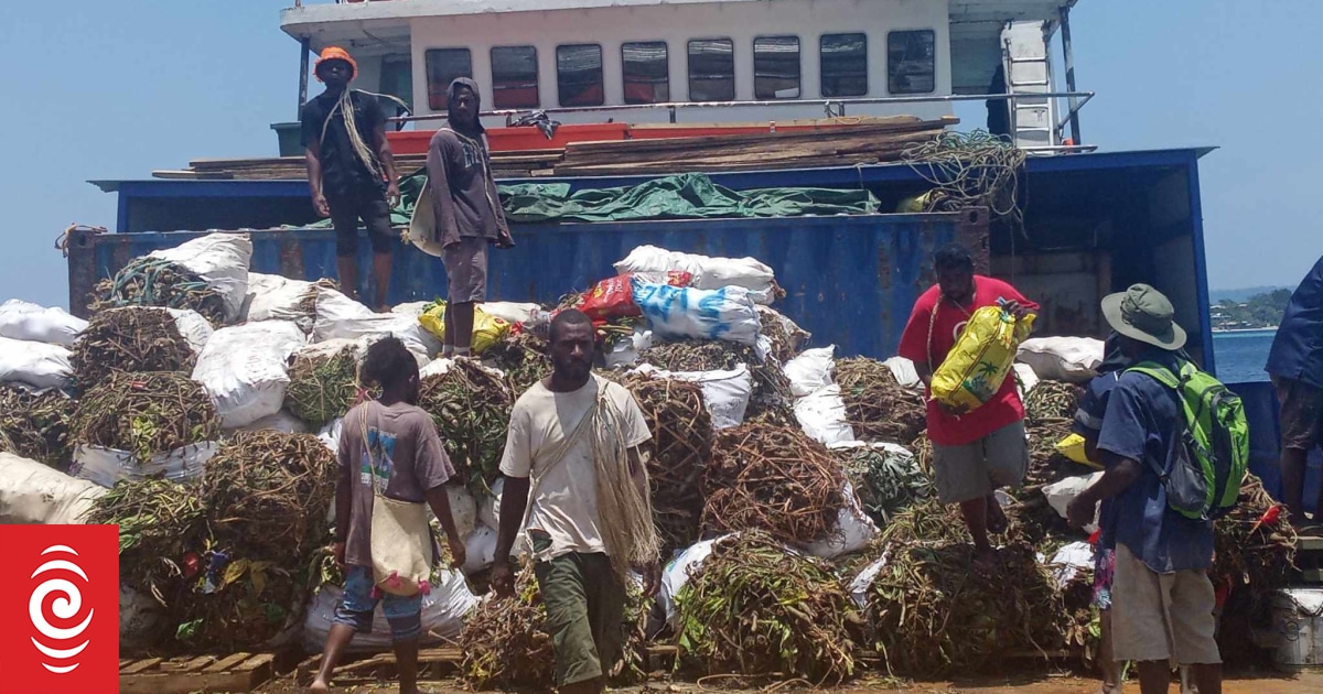 Kava farmers in Vanuatu want govt assistance | RNZ News