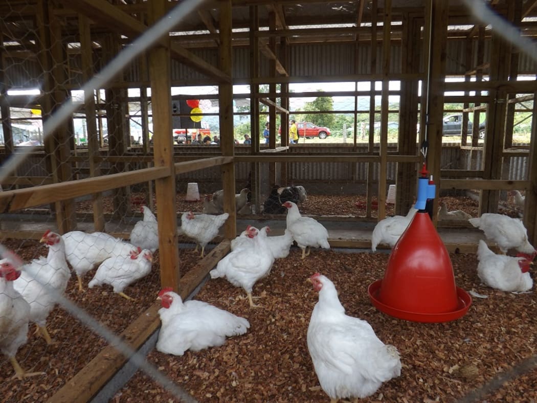 Samoa agriculture ministry starts chicken breeding farm to reduce ...