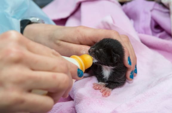 SPCA animals | A Gallery from Afternoons | RNZ National