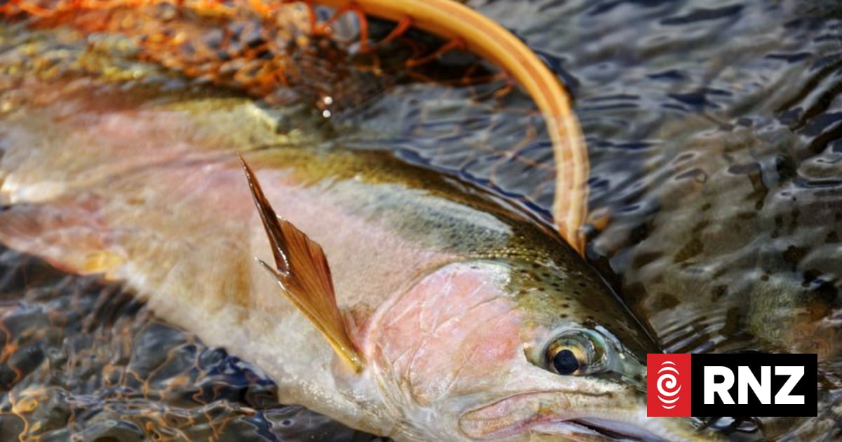 Climate change set to cause more fish die-offs - official | RNZ