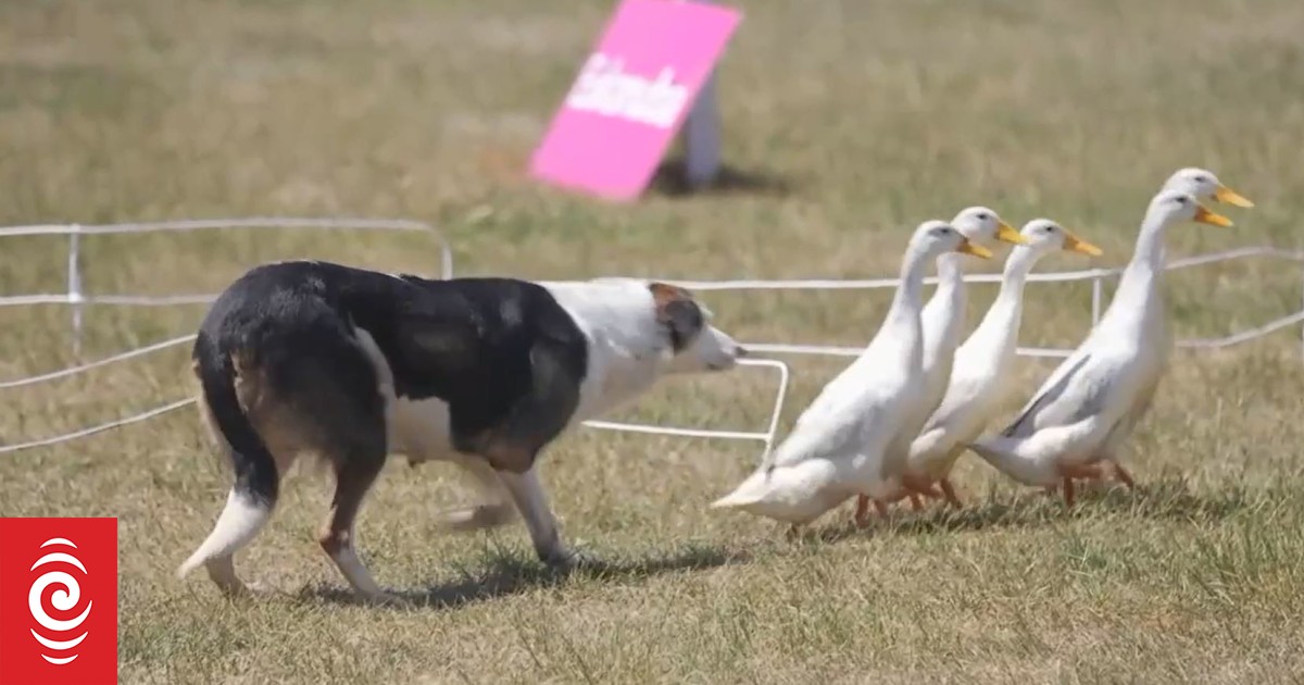 Duck herding charms crowds at Agricultural Show | RNZ News