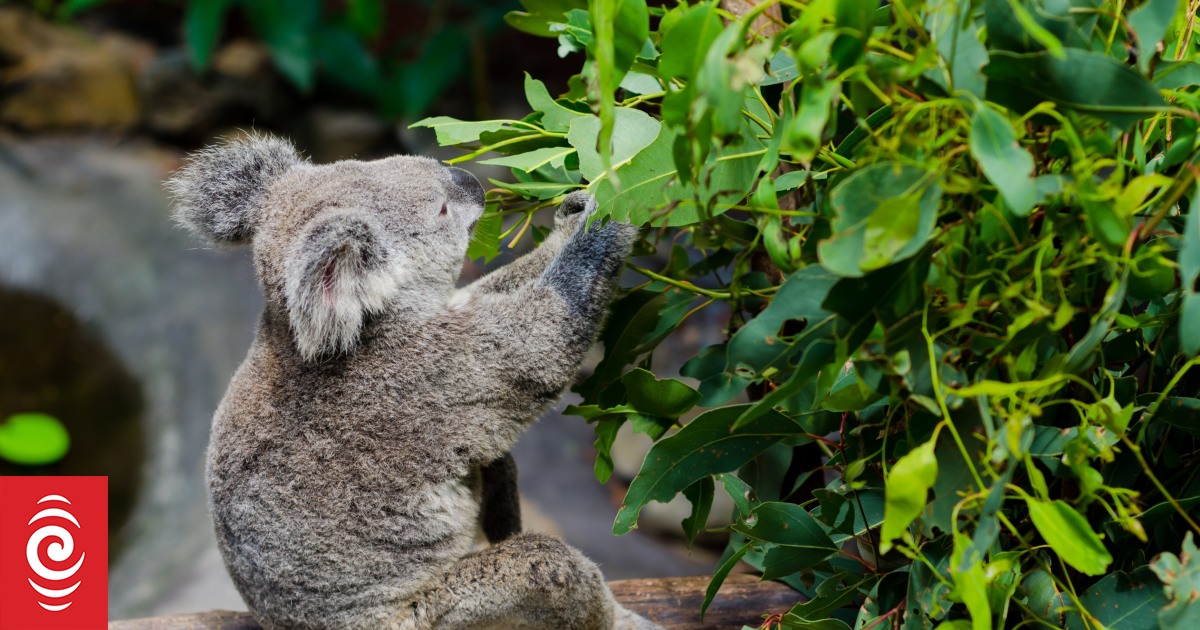 Koala genome project reveals secrets | RNZ News