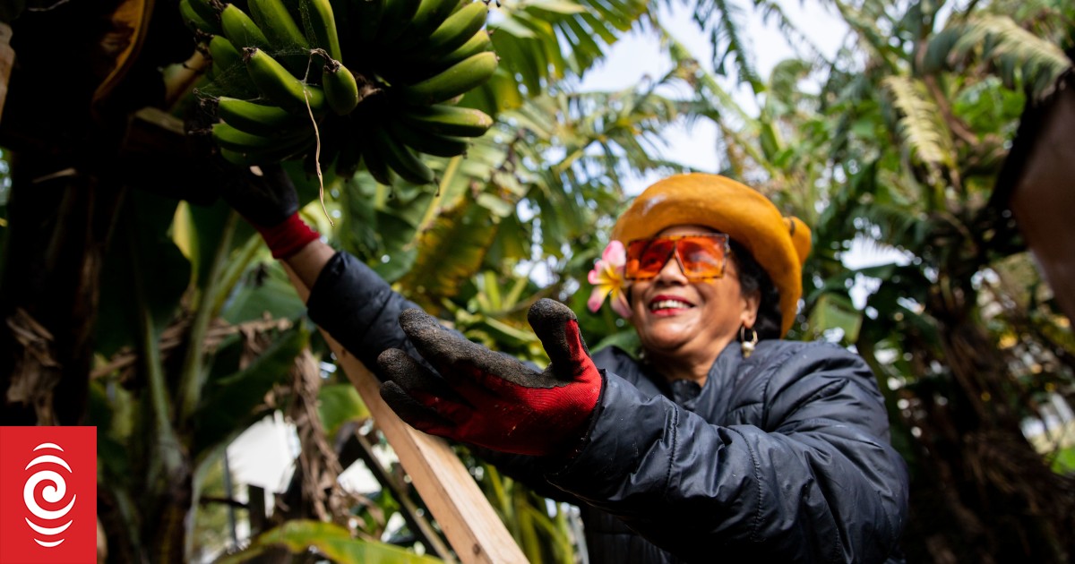 Tongans beating the cost of living through gardening club | RNZ News