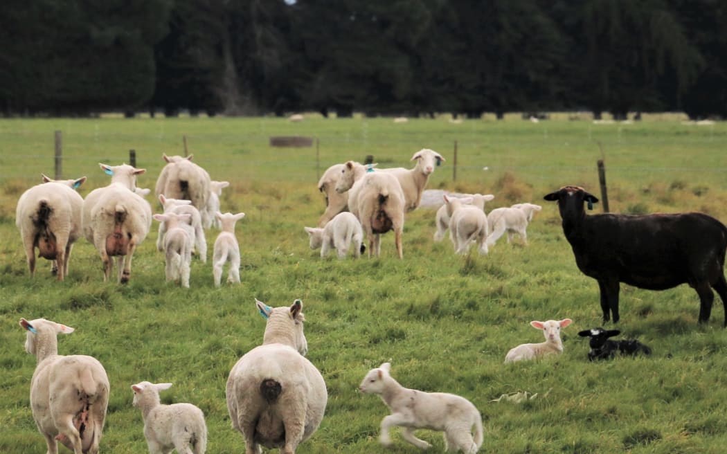 Lambing's taking off on end of runway farm | RNZ