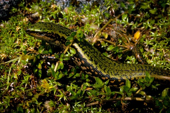 Critter of the Week - The Sinbad Skink | RNZ
