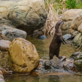 Kevin Buley: Auckland Zoo turns 100 | RNZ