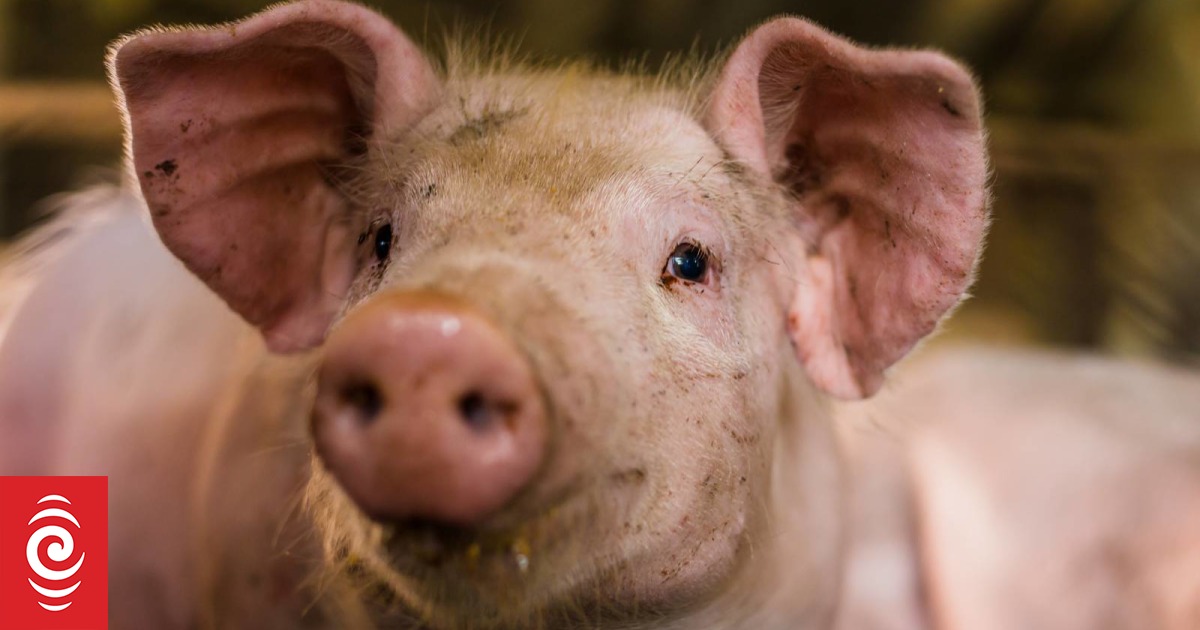 Pig competition returns to A&P show | RNZ