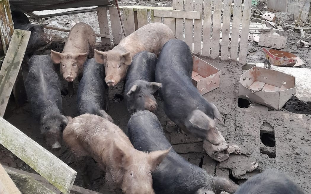 SPCA recovers 13 weak, underfed pigs living in very poor conditions ...