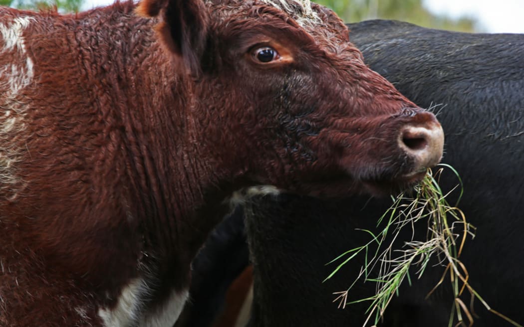 Has NZ lost its dairy production edge? | RNZ News
