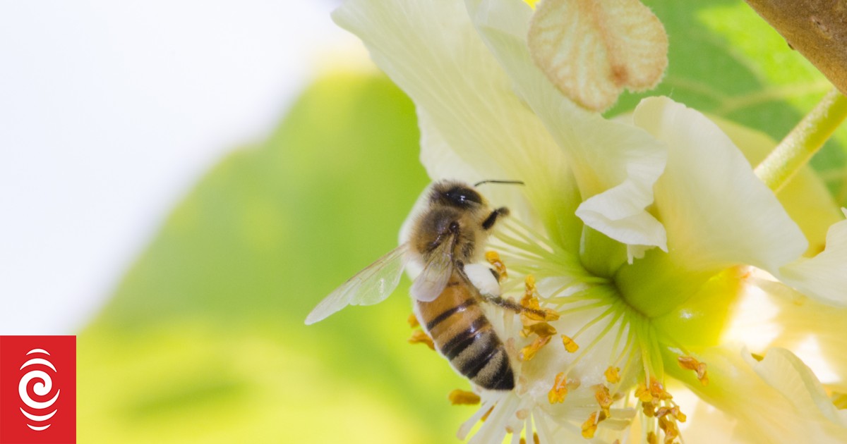 Bee aware month, Nicole Sokolich leading the way | RNZ