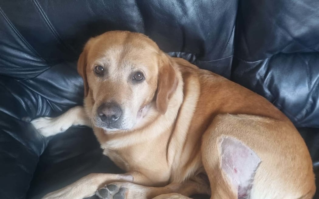 Labrador attacked by group of dogs on Palmerston North walking track ...